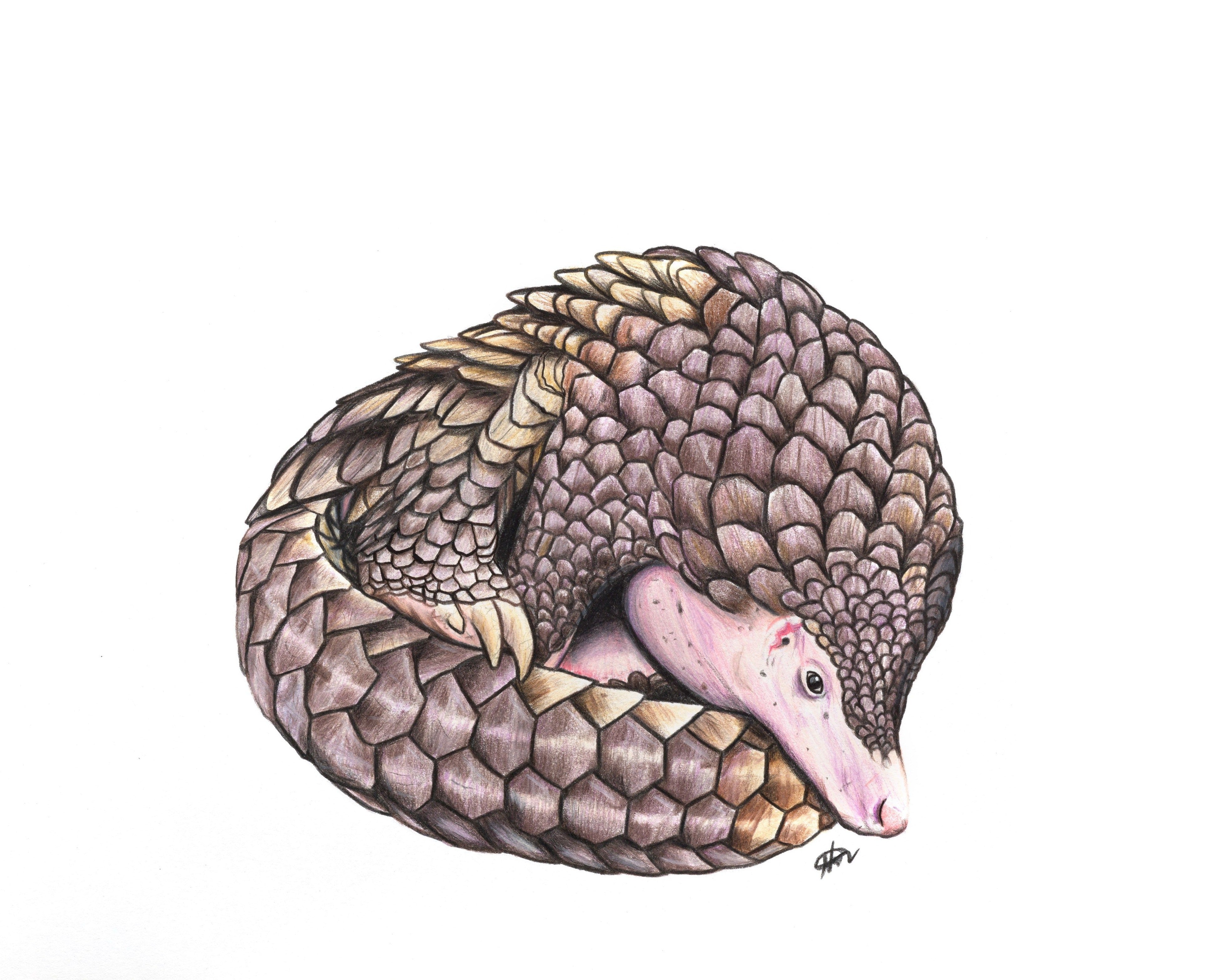 Pangolin – The Artwork of Nathan McCarron
